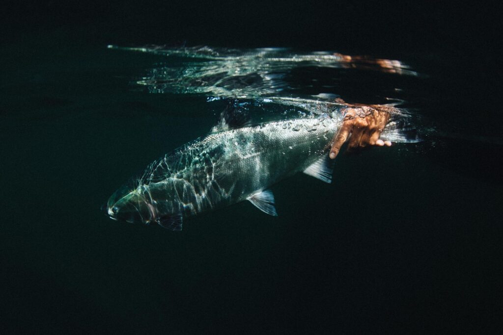 Fishing Tours & Charters | Visit Prince Rupert