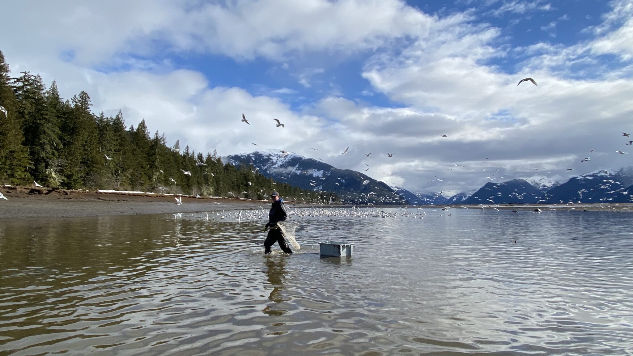 The Eulachon Run on the Ksiyeen | Visit Prince Rupert