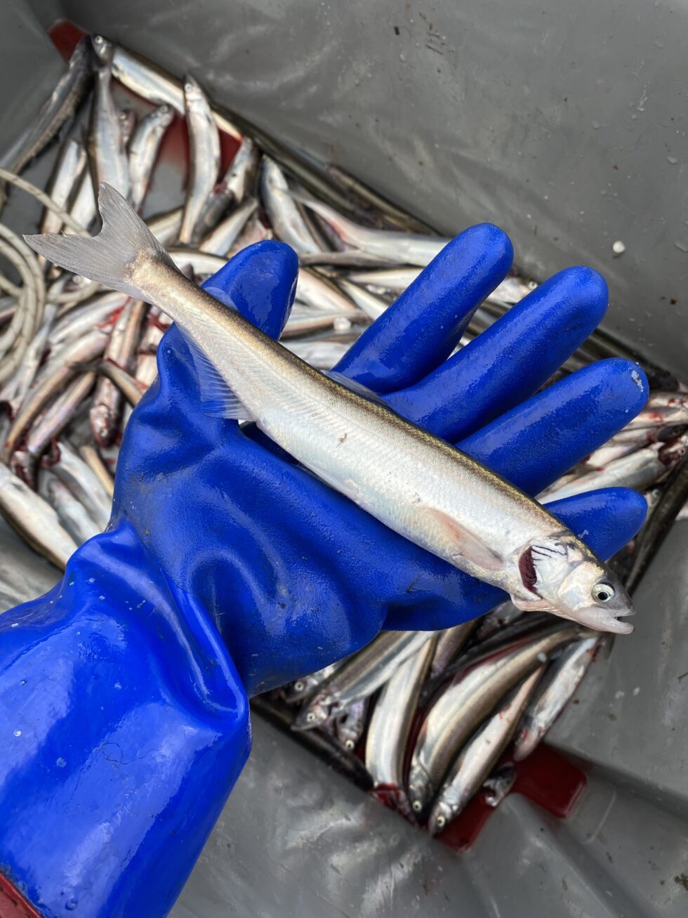 The Eulachon Run on the Ksiyeen | Visit Prince Rupert